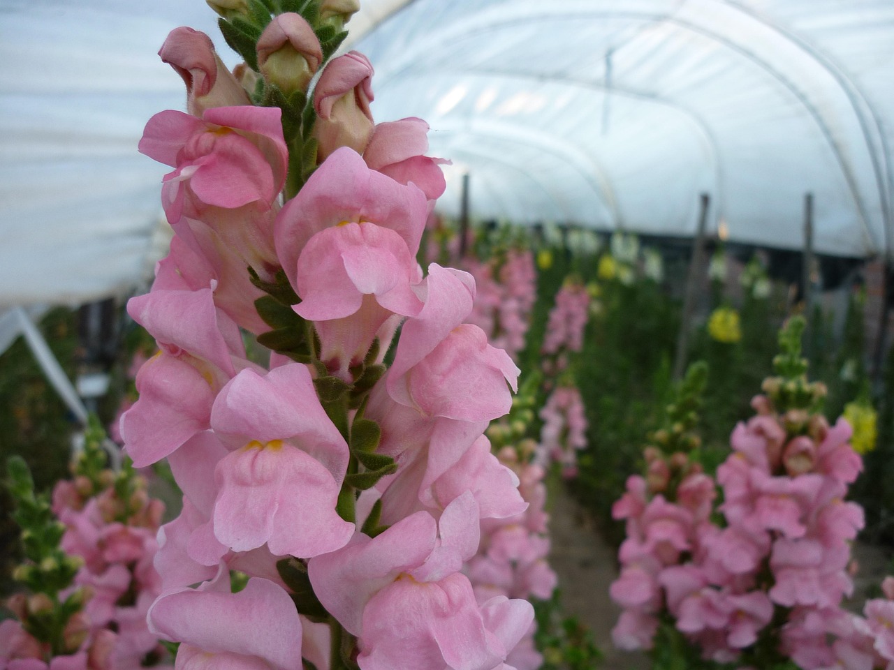 Snapdragon Flores Plantas - Foto gratuita no Pixabay - Pixabay