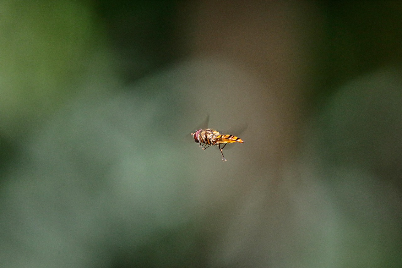 Flight Ali Frihet - Gratis foto på Pixabay - Pixabay