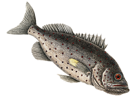 5+ Free Rockfish & Fish Illustrations