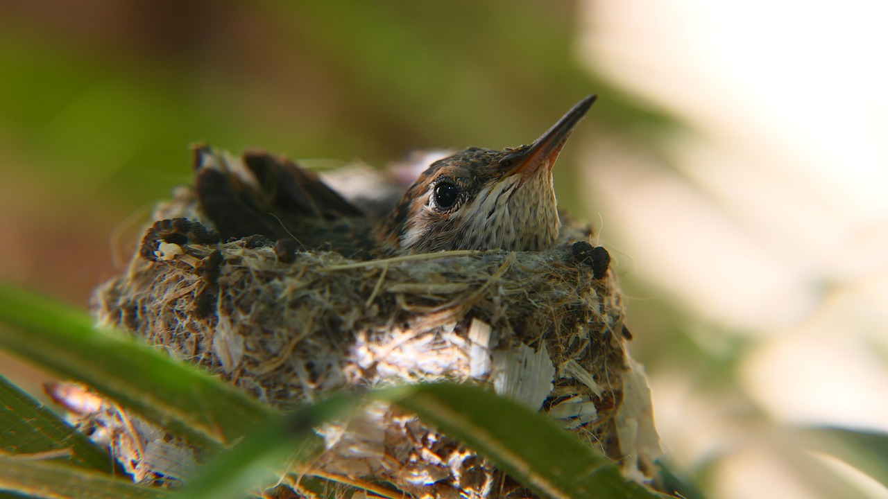 10,000+ Free Baby Hummingbird & Baby Images - Pixabay