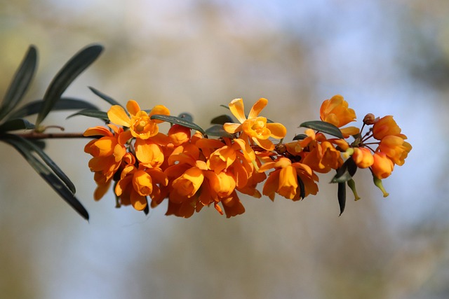 Berberis Flowers Branch Orange - Free photo on Pixabay