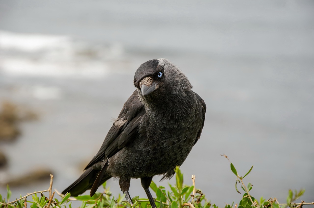 700+ Free Magpie & Nature Images - Pixabay