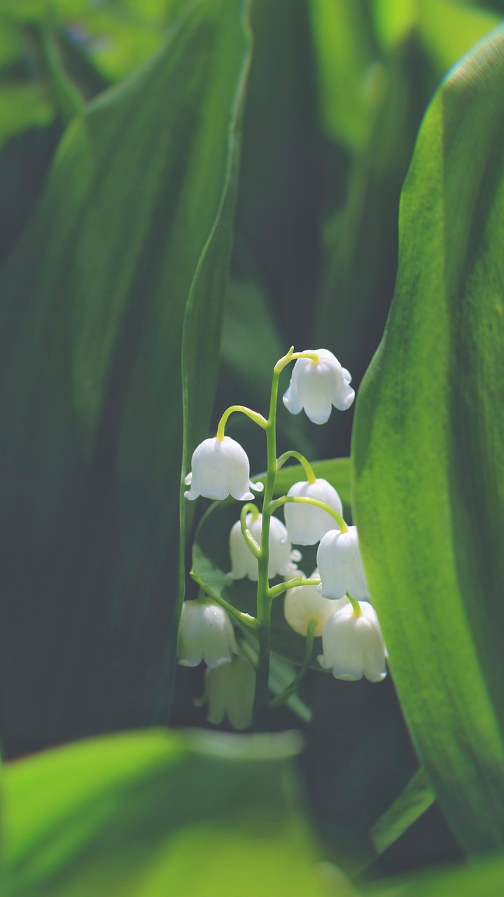 Lírio Do Vale Flores Planta - Foto gratuita no Pixabay - Pixabay