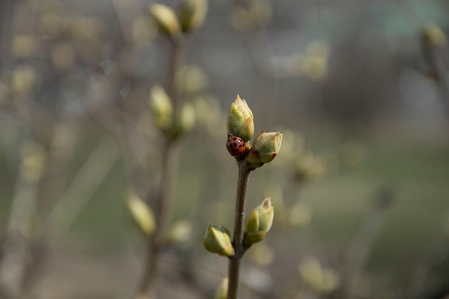 Bourgeons De Fleurs Plantes - Photo gratuite sur Pixabay - Pixabay