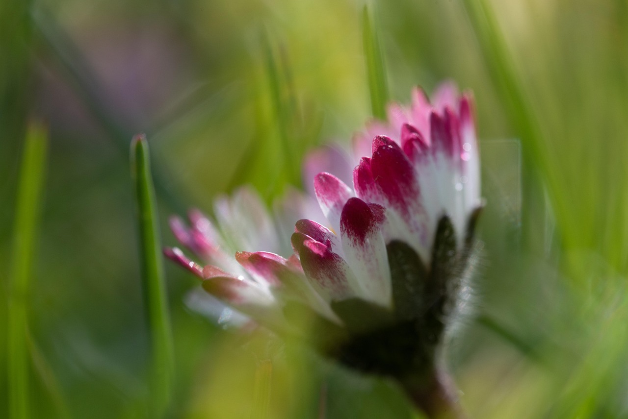 Bunga Tanaman Padang Rumput Foto Gratis Di Pixabay Pixabay