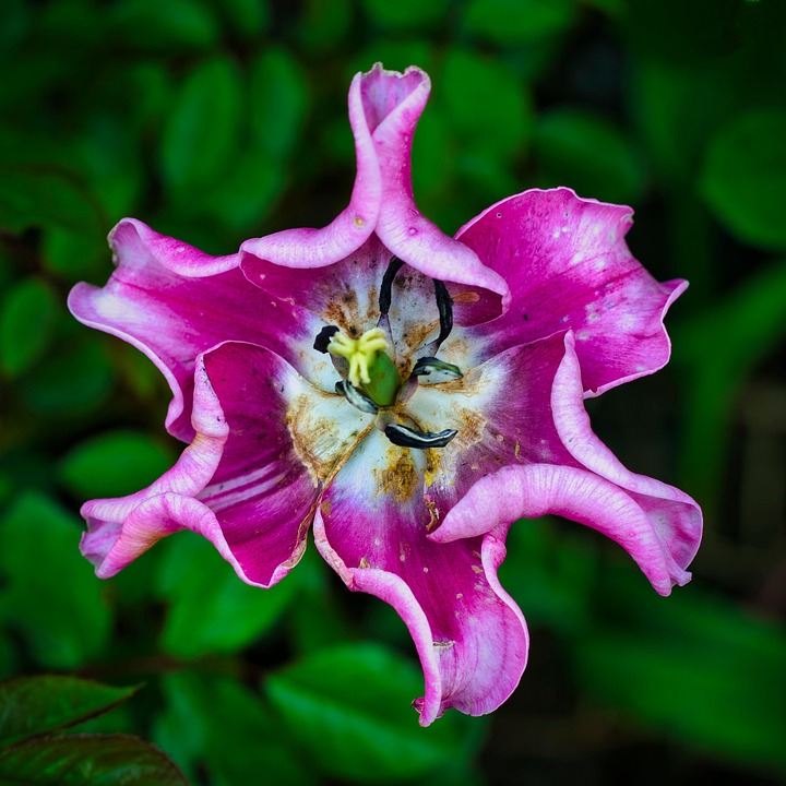Flower Pistils Petals Purple - Free photo on Pixabay