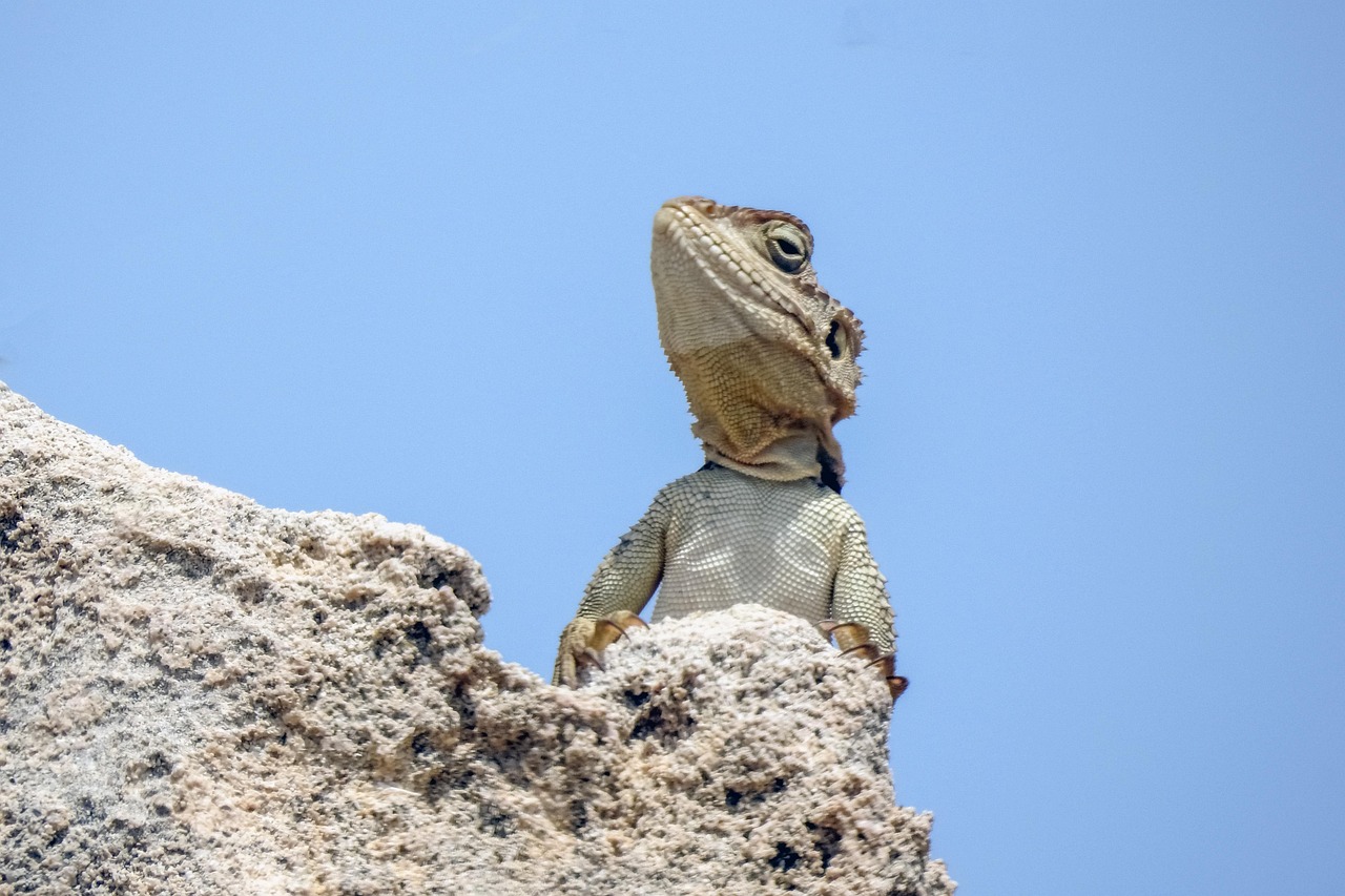 Lizard Animal Rock - Free photo on Pixabay - Pixabay