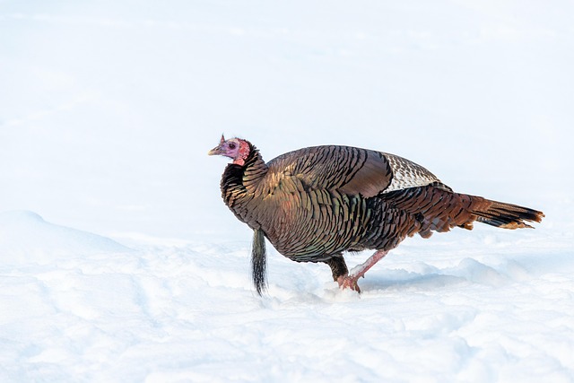 Dinde Sauvage Oiseau Neige - Photo gratuite sur Pixabay - Pixabay