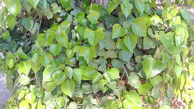 Ivy Green Climbing Plant - Free photo on Pixabay - Pixabay