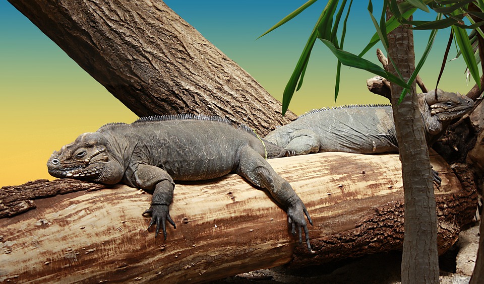 Mona Iguana Terrestre Animal - Imagens grátis no Pixabay