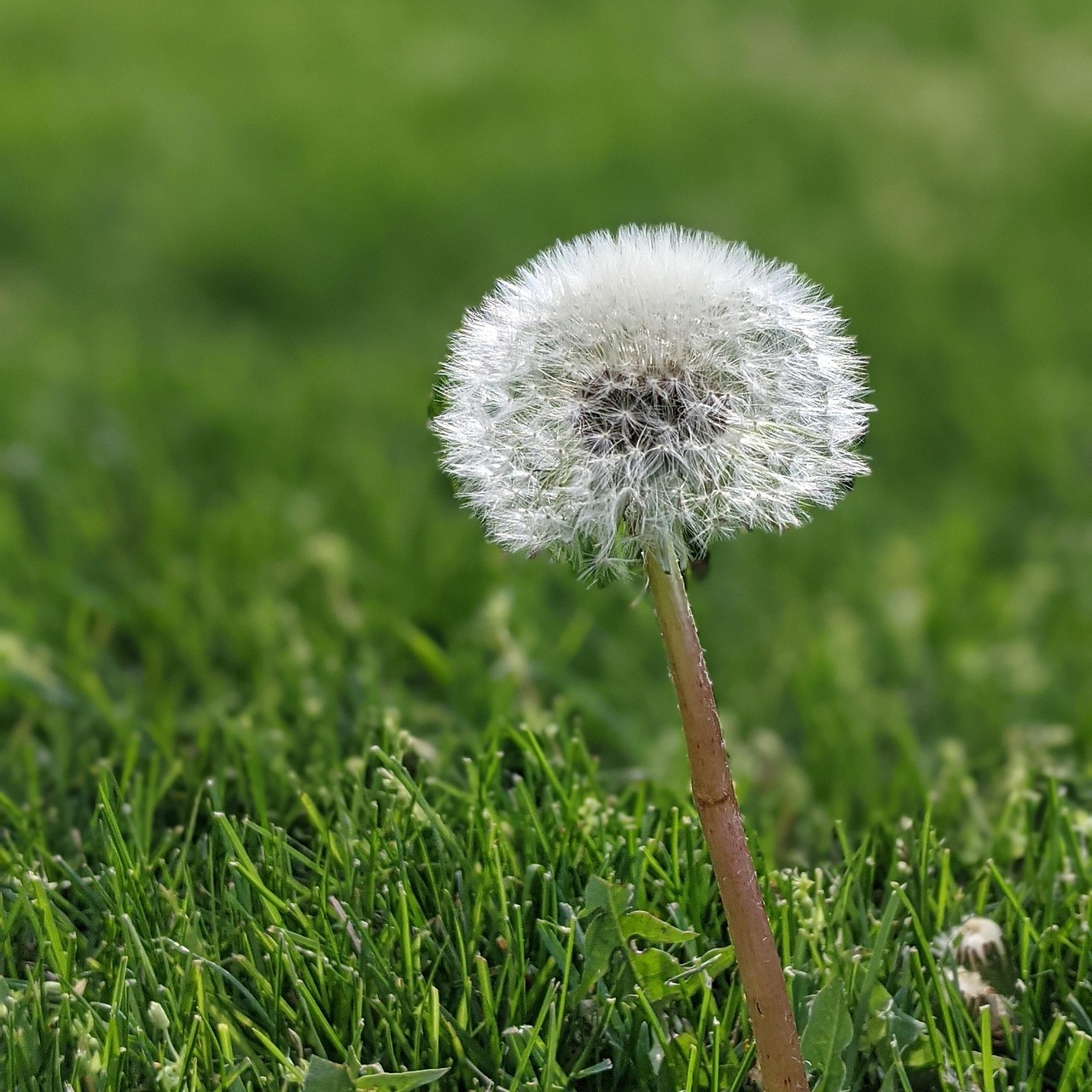 Dandelion Flower Seed Head - Free photo on Pixabay - Pixabay