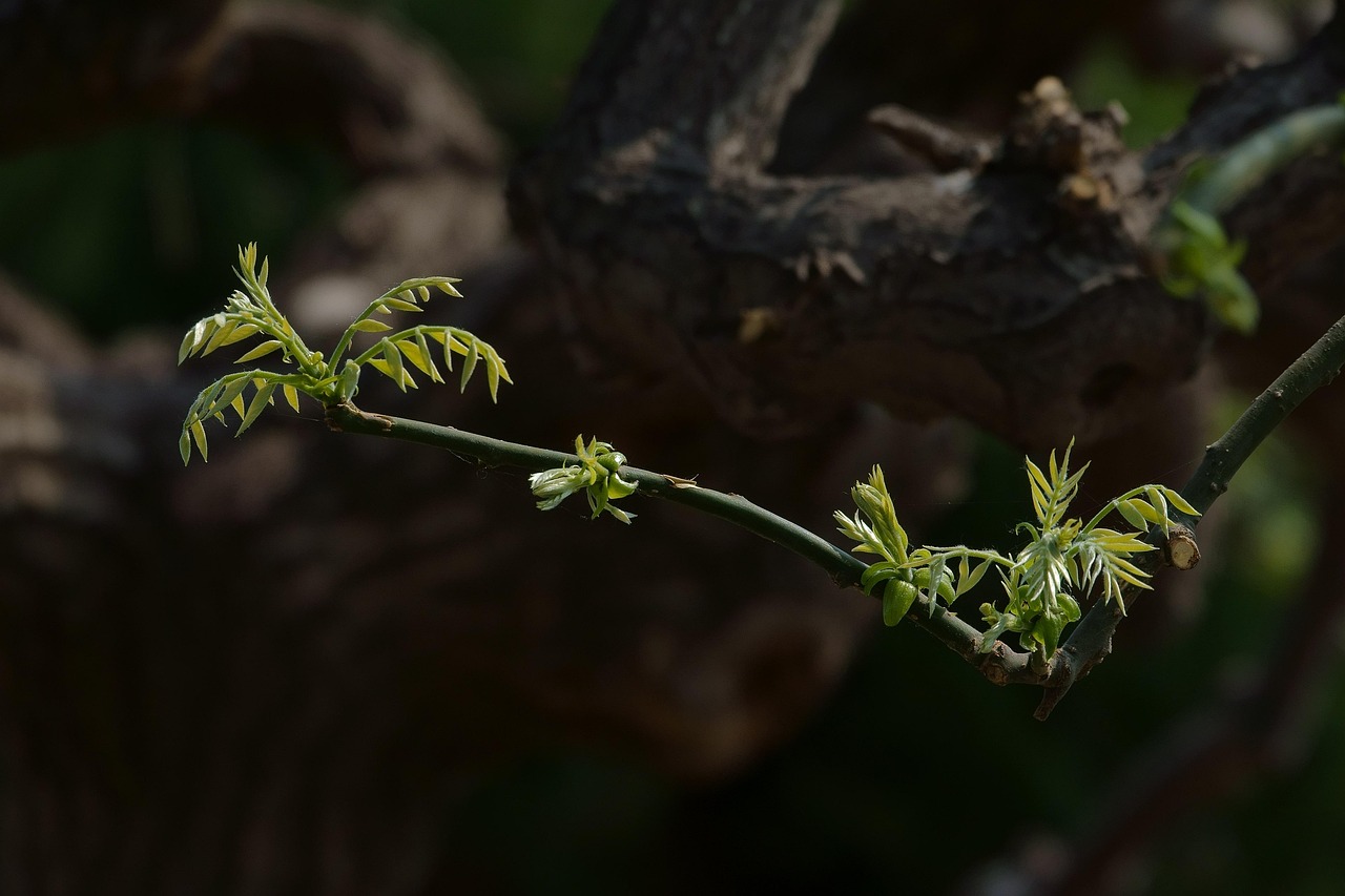 Leaves Shoot Branch - Free photo on Pixabay