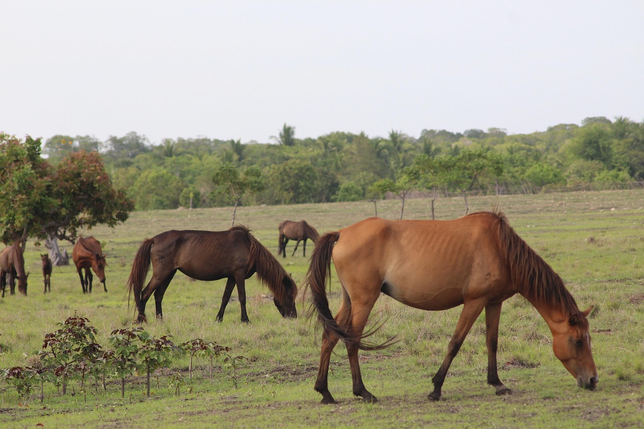 Horses Animals Field - Free photo on Pixabay