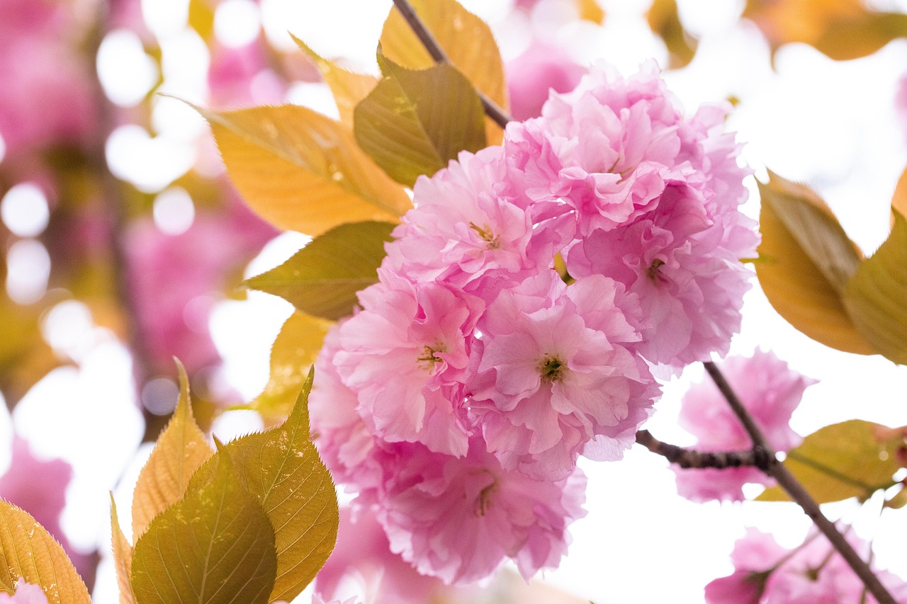 Cherry Blossoms Pink Flowers - Free photo on Pixabay