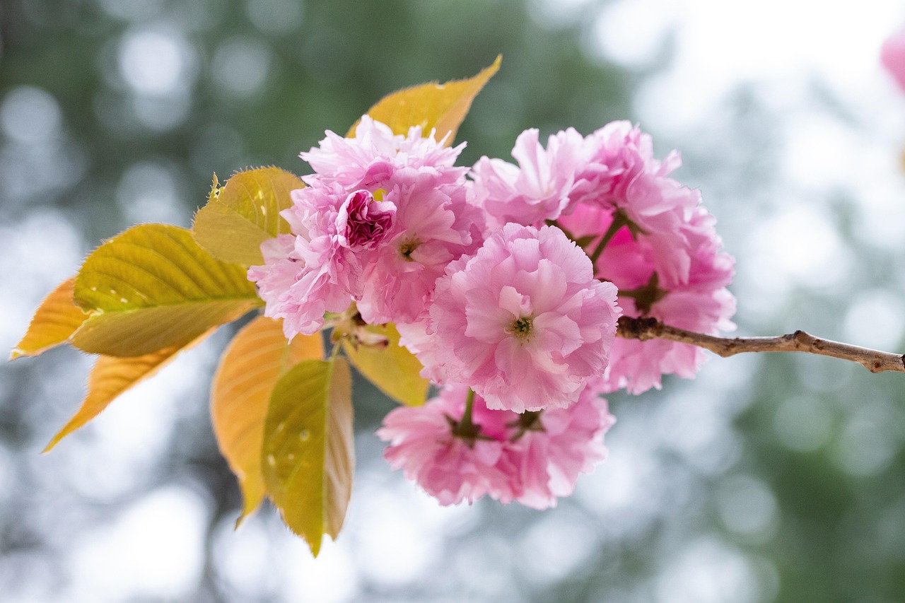 Cherry Blossoms Pink Flowers - Free photo on Pixabay - Pixabay