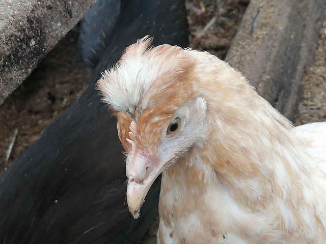 Poule Poulet La Volaille - Photo gratuite sur Pixabay - Pixabay