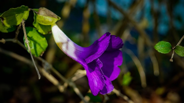 Bunga Cabang Pohon - Foto gratis di Pixabay - Pixabay