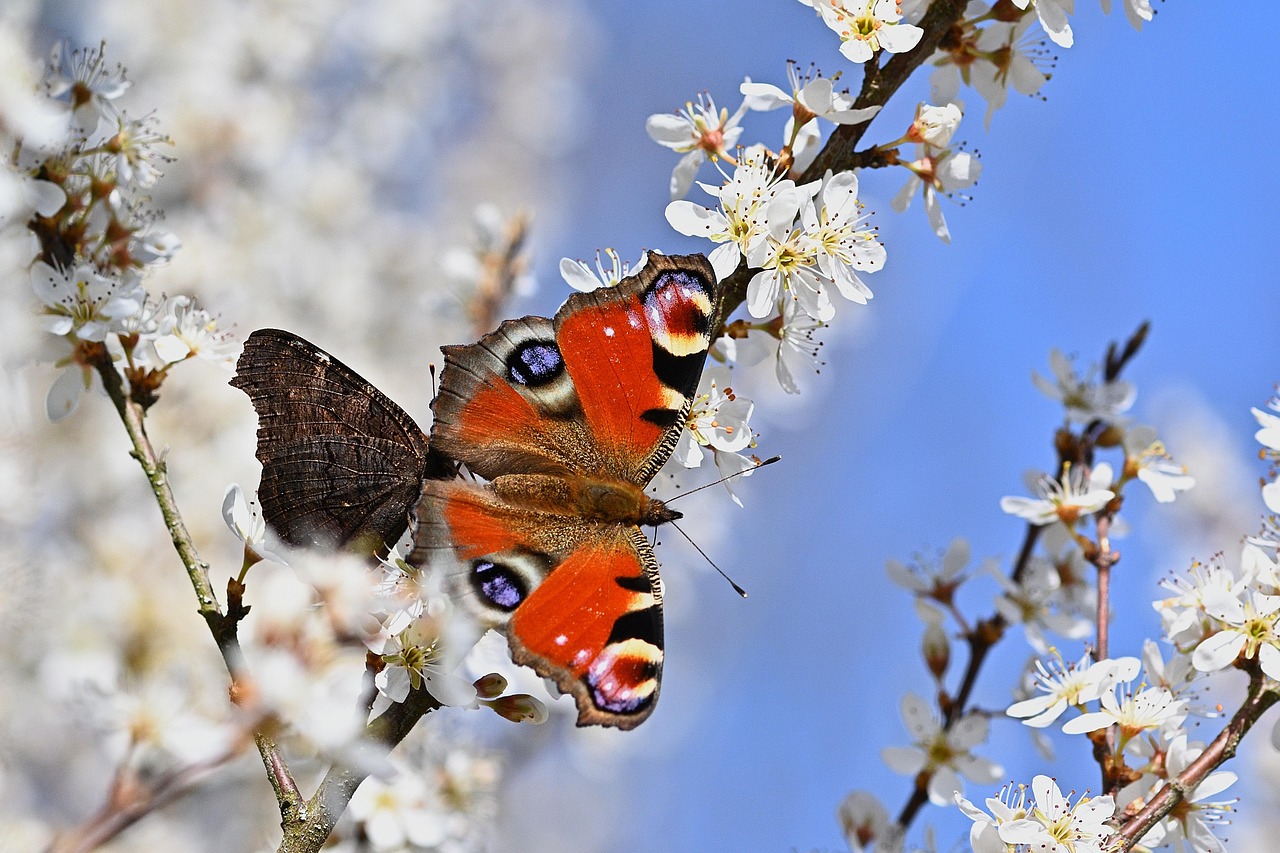 Papillons Paon Du Jour Fleurs - Photo gratuite sur Pixabay - Pixabay