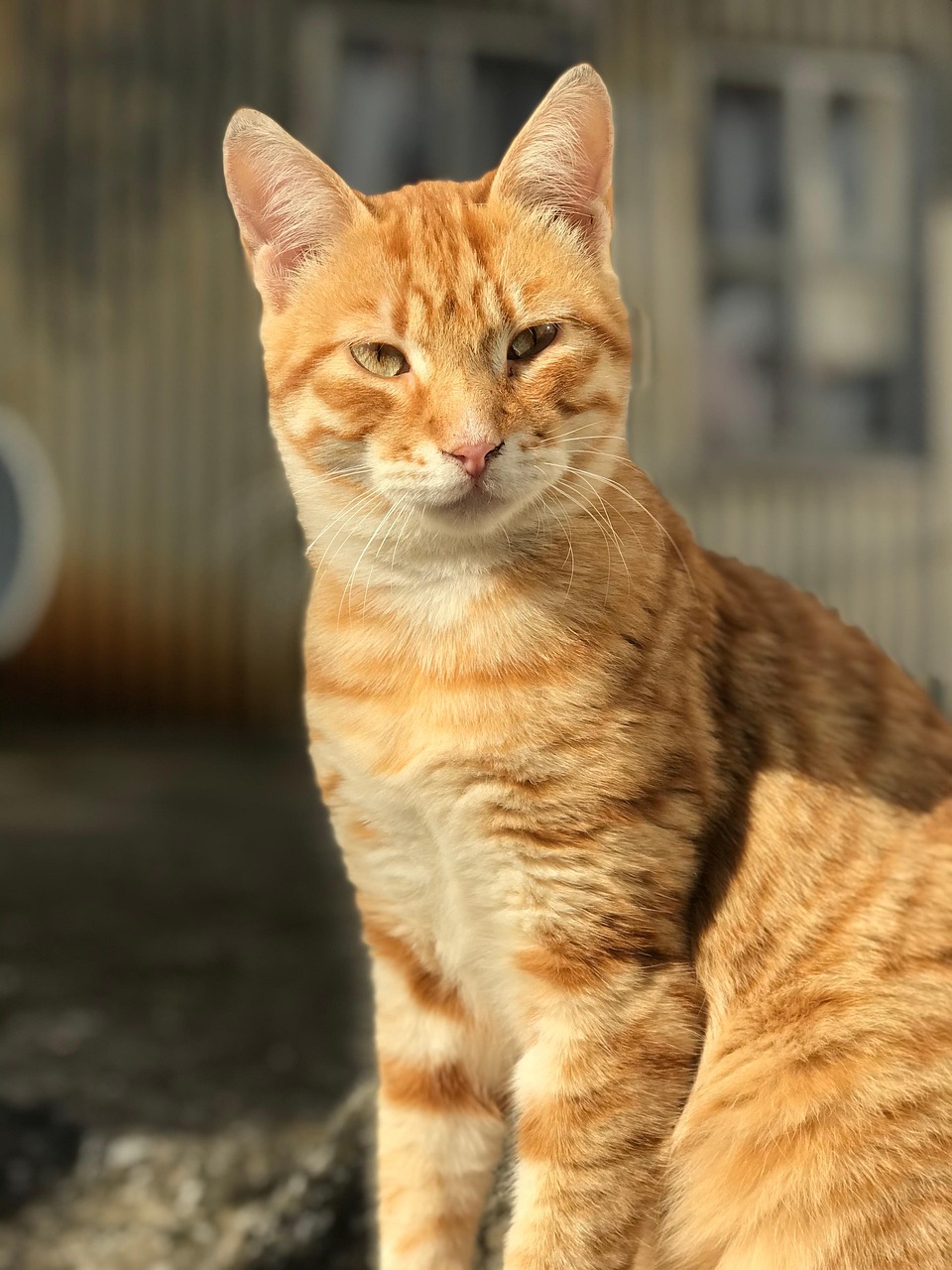 Kucing Licik Kitty - Foto gratis di Pixabay - Pixabay