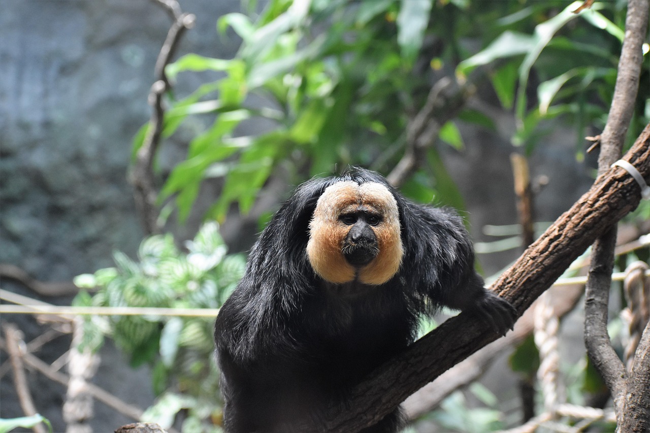 White-Faced Saki Monkey Animal - Free photo on Pixabay