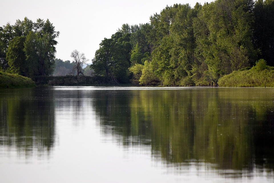 Río Árboles Naturaleza - Foto gratis en Pixabay - Pixabay