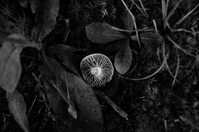 Mushroom Leaves Forest Free Photo On Pixabay Pixabay