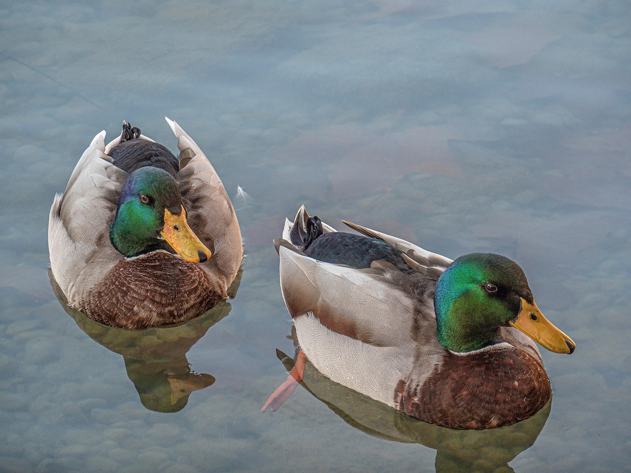 Ducks Birds Pair - Free photo on Pixabay - Pixabay