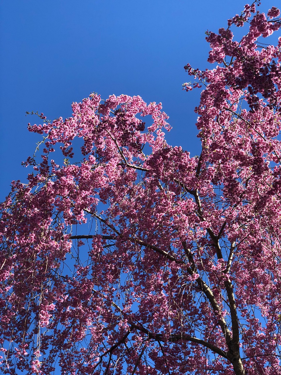 Floral Arbre En Fleurs - Photo gratuite sur Pixabay - Pixabay