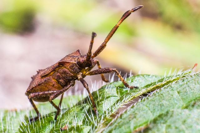 Quai De Bug Coreus Marginatus - Photo gratuite sur Pixabay - Pixabay