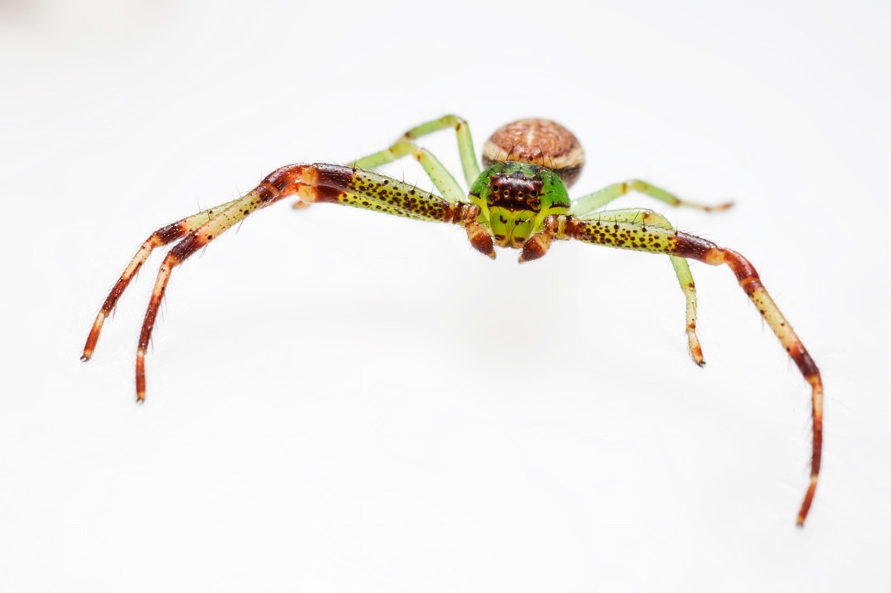 Plus de 100 photos gratuites de Araignée Crabe Verte et de Insecte ...