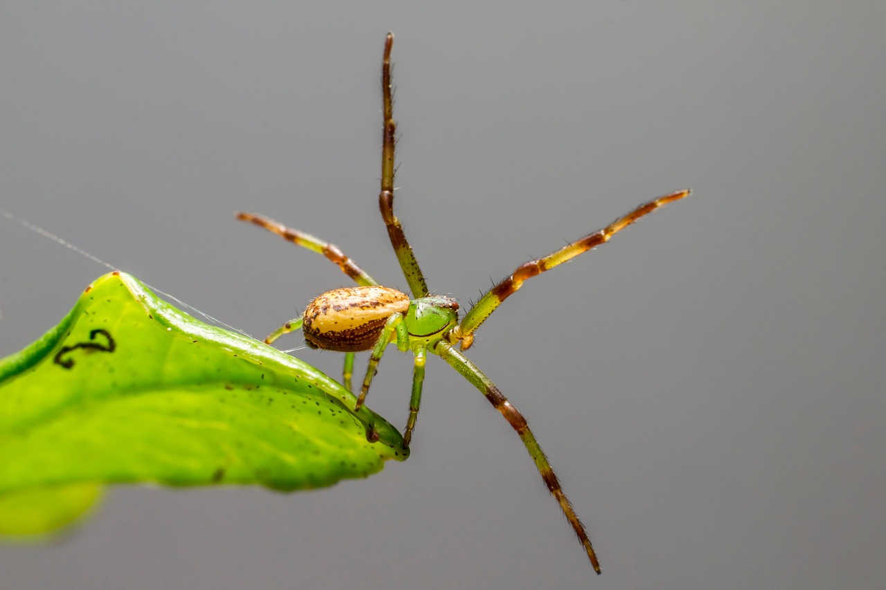 Krab Pavouk Diaea Dorsata Členovci - Fotografie zdarma na Pixabay - Pixabay