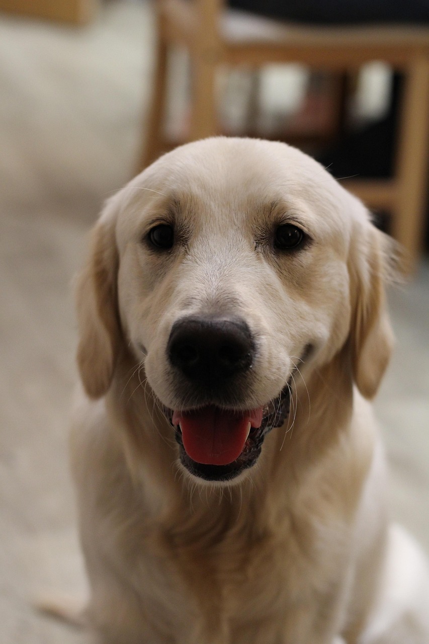 Retriever Dourado Cachorro Bicho - Foto gratuita no Pixabay - Pixabay