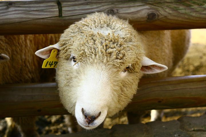 50+ Free Sheep Ranch & Ranch Photos - Pixabay