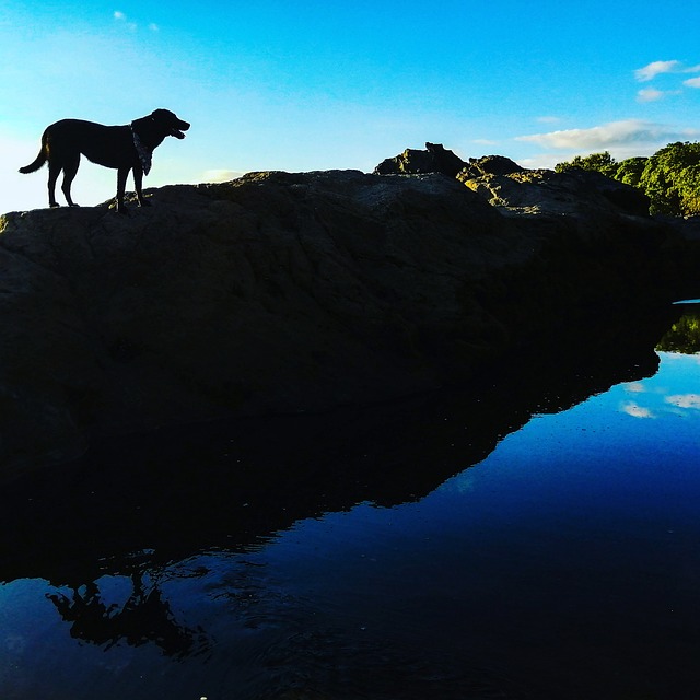 Sombra Cachorro Animais - Foto gratuita no Pixabay - Pixabay