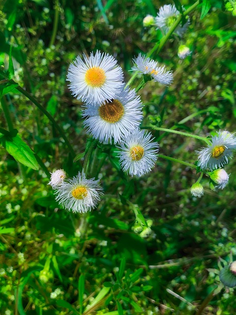 White Aster Flower Symphyotrichum - Free photo on Pixabay - Pixabay