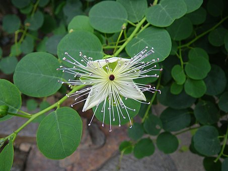8+ Free Caper Bush & Bloom Photos - Pixabay
