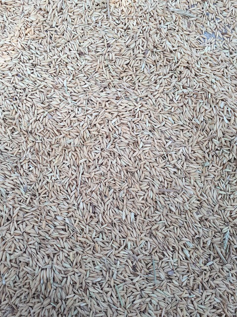 Dry Grain Padi - Free photo on Pixabay - Pixabay