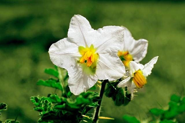 Bunga-Bunga Hijau Alam - Foto gratis di Pixabay - Pixabay