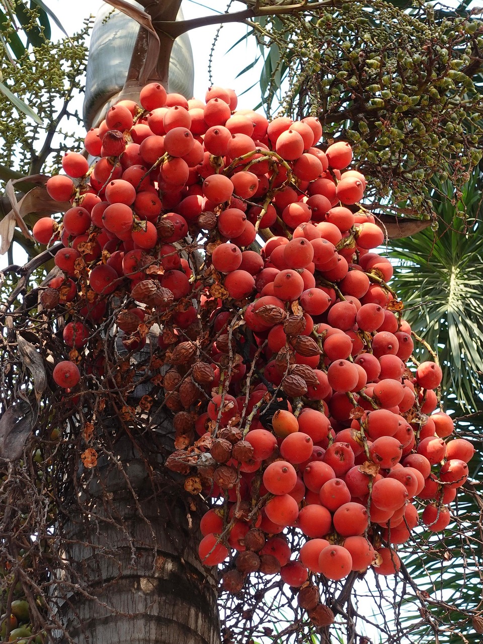 Nature Fruit - Free photo on Pixabay