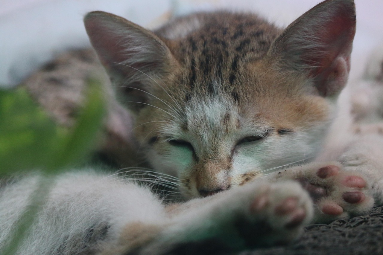 Com Sono Gatinho Gato - Foto gratuita no Pixabay - Pixabay