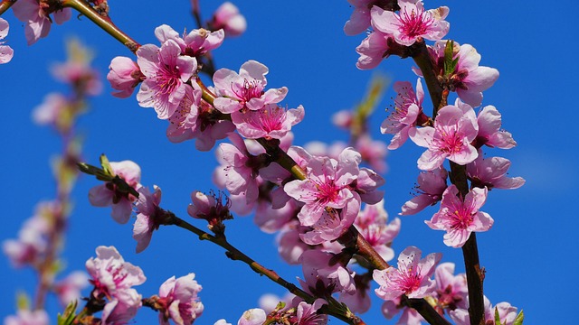 Peach Flowers Tree Sky - Free photo on Pixabay - Pixabay