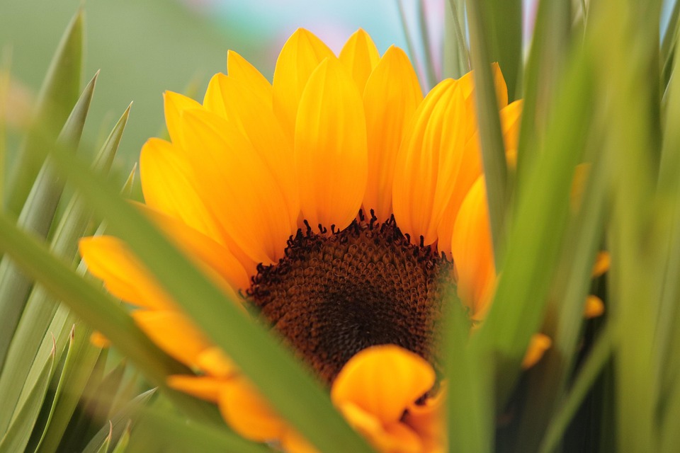 Flower Sunflower Yellow - Free photo on Pixabay - Pixabay