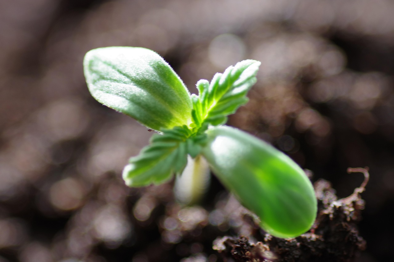 Cannabis Marijuana Voir - Photo gratuite sur Pixabay - Pixabay