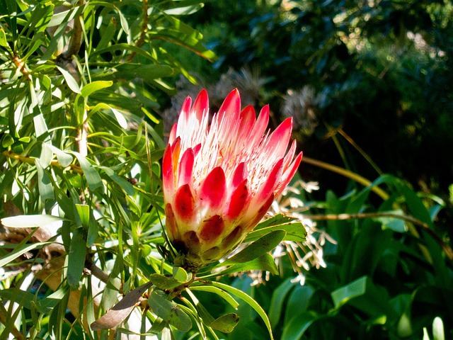 Protea Fleur Nature - Photo gratuite sur Pixabay - Pixabay
