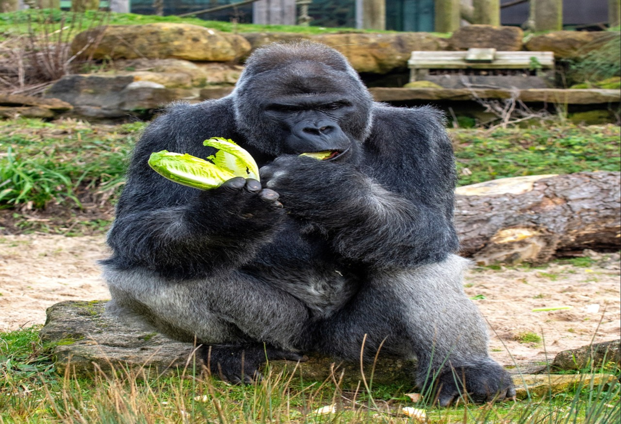 Gorilla Silverback Male - Free photo on Pixabay