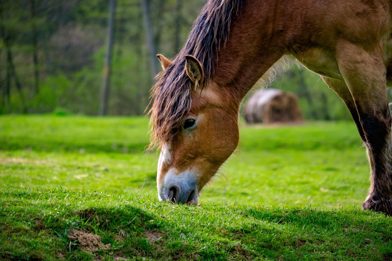 Caballo Animal Pastar - Foto gratis en Pixabay - Pixabay