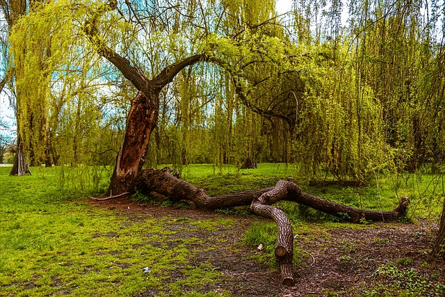 Willow Crying Tree - Free photo on Pixabay