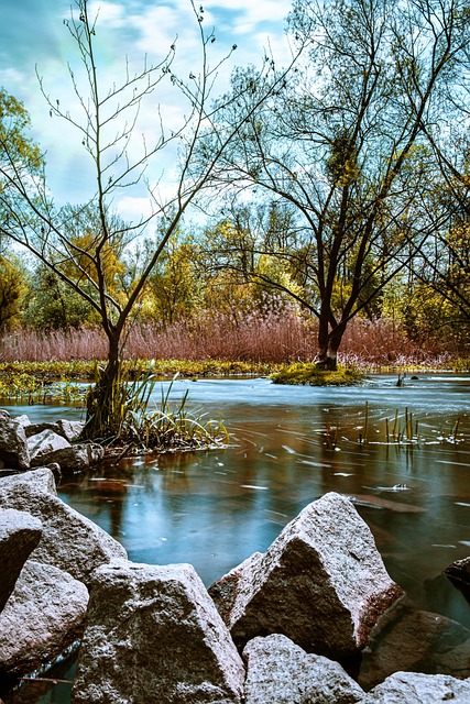 Baum Filialen Fluss - Kostenloses Foto auf Pixabay - Pixabay