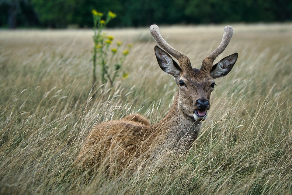 Ciervo Fauna Silvestre Naturaleza - Foto gratis en Pixabay