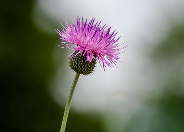 Fleur De Chardon Du Texas Amérique - Photo gratuite sur Pixabay - Pixabay